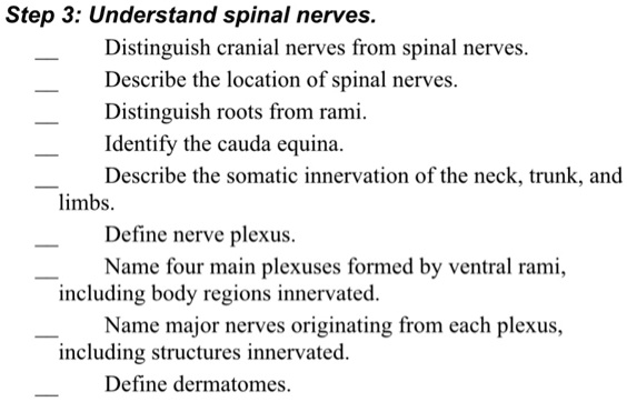 SOLVED: Step 3: Understand spinal nerves Distinguish cranial nerves ...