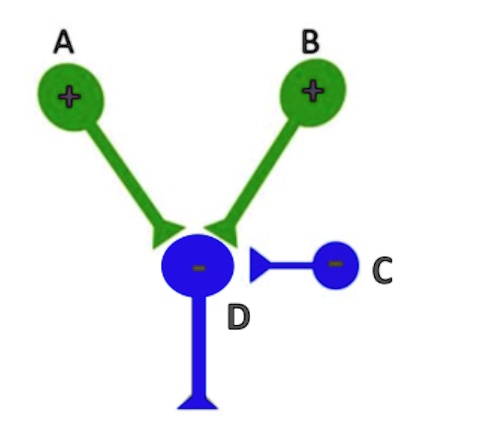 the diagram below shows a simple neural circuit with three pre synaptic ...