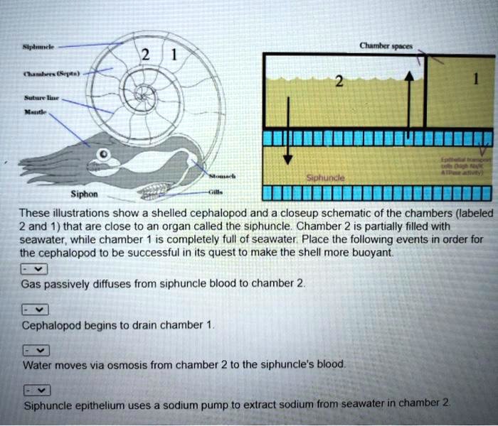 allated lt let siphon these illustrations show a shelled cephalopod and ...