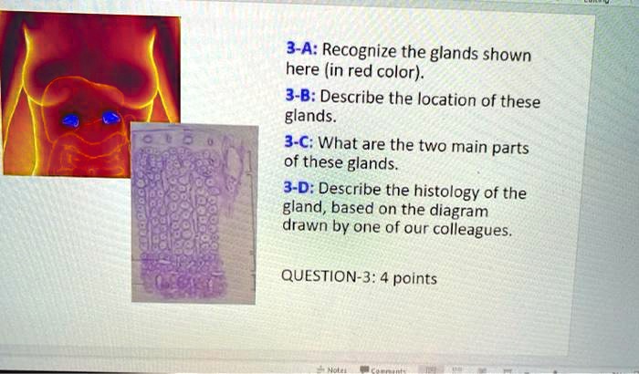 3 a recognize the glands shown here in red color 3 b describe the ...