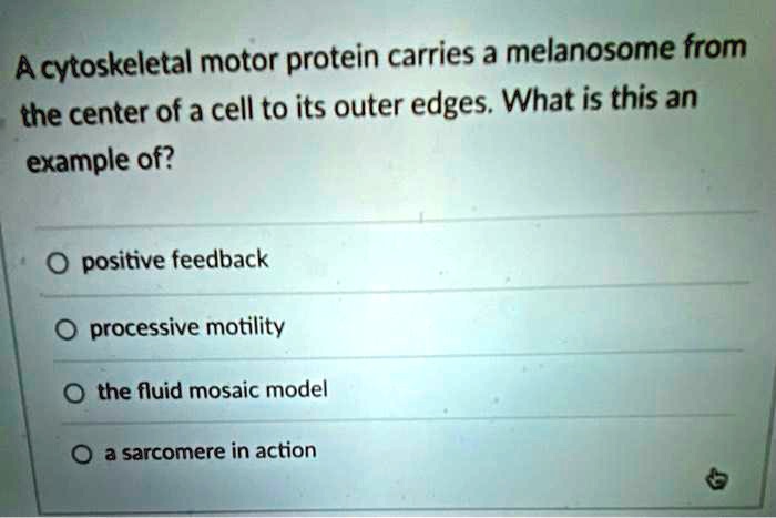 A cytoskeletal motor protein carries a melanosome from the center of a ...