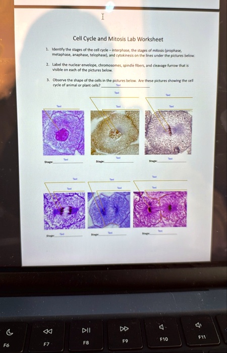 cell cycle and mitosis lab worksheet 1 identify the stages of the cell ...