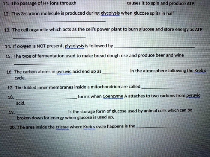 SOLVED: 11. The passage of H+ ions through the ATP synthase causes it ...