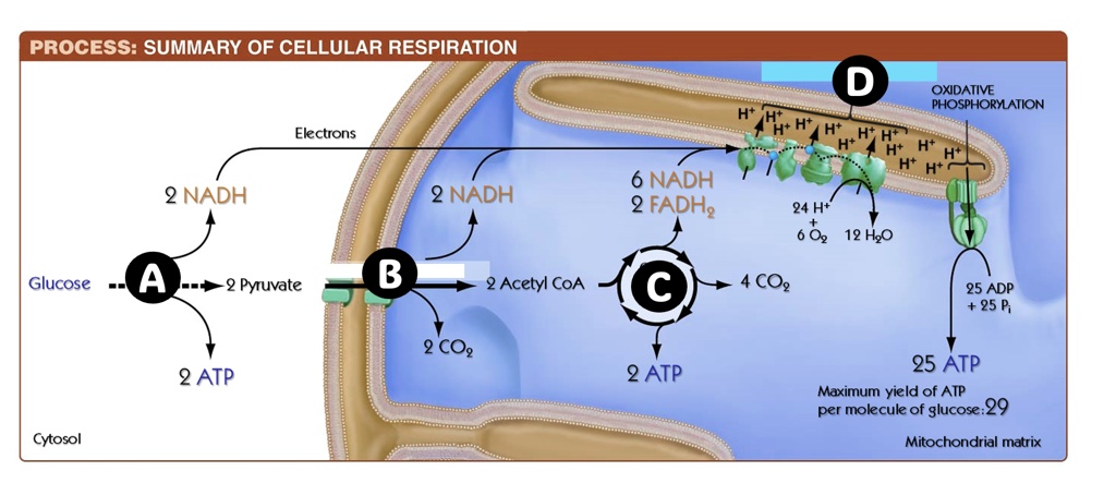 Which compound is produced in the process that takes place in the ...