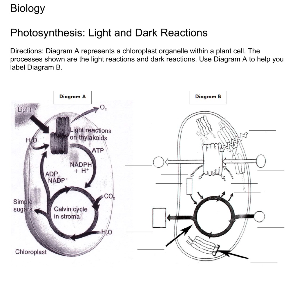 SOLVED: Photosynthesis: Light and Dark Reactions Directions: Diagram A ...