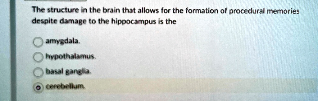 The structure in the brain that allows for the formation of procedural ...