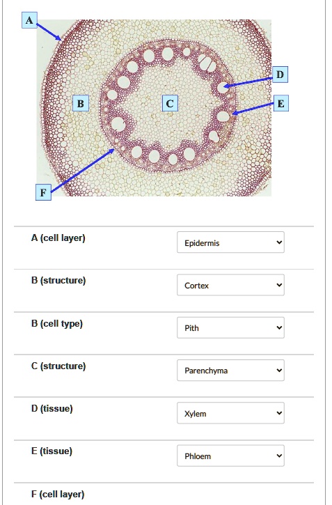 SOLVED:A (cell layer) Epidermis B (structure) Cortex B (cell type) Pith ...