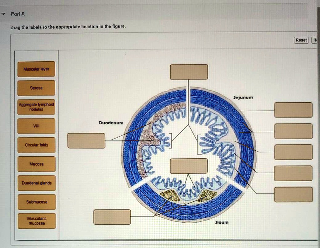 ? Part A Drag the labels to the appropriate location in the figure ...