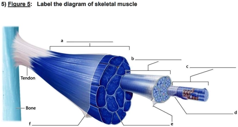 5 figure 5 label the diagram of skeletal muscle tendon bone a b c d e f ...