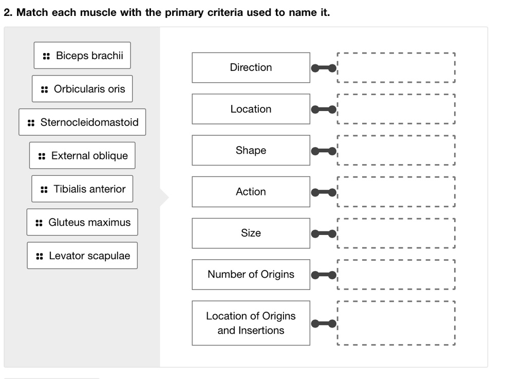2. Match each muscle with the primary criteria used to name it ...