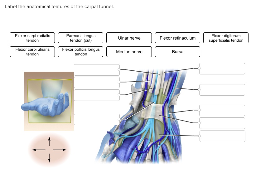 Solved Label The Anatomical Features Of The Carpal Tunnel Flexor Carpi Radialis Tendon