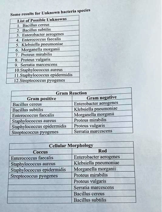 SOLVED:species Some results for Unknown bacteria List of Possible Unknowns Bacillus ceteus ...
