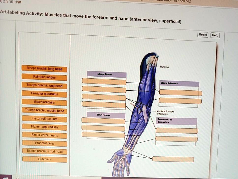 SOLVED: (c i0HW Art labeling Activity: Muscles that move the forearm ...