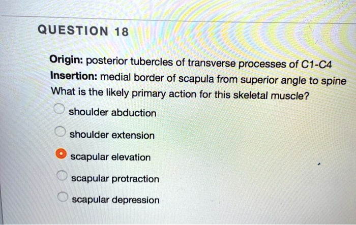 QUESTION 18 Origin: posterior tubercles of transverse processes of C1 ...