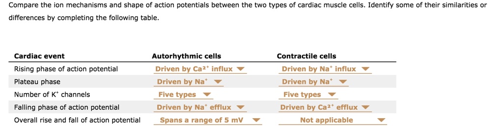Compare the ion mechanisms and shape of action potentials between the ...