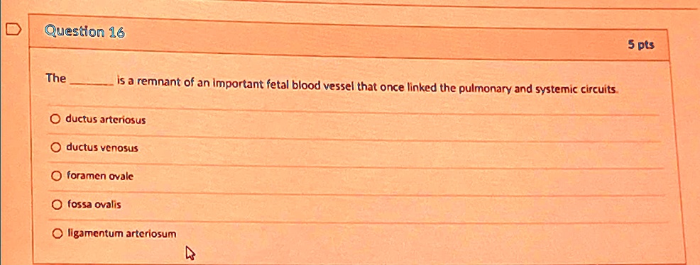 Question 16 5pts The is a remnant of an important fetal blood vessel ... Question 16 5pts The is a remnant of an important fetal blood vessel ...