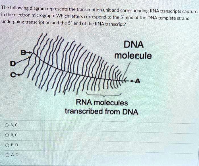 SOLVED: The following diagram represents the transcription unit and ...