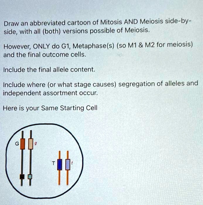 SOLVED: Draw an abbreviated cartoon of Mitosis and Meiosis side-by-side ...