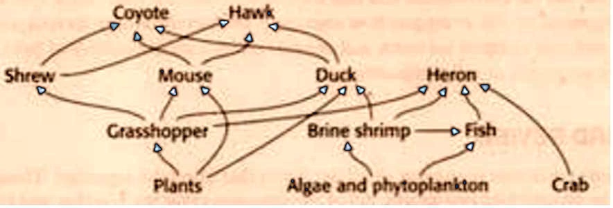 Shrew Coyote Hawk Mouse Duck Heron Grasshopper Brine shrimp Fish Plants ...