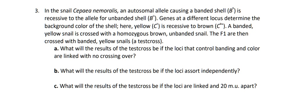 SOLVED: In the snail Cepaea nemoralis, an autosomal allele causing a ...