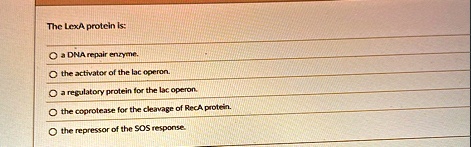 the lexa protein is o a dna repair enzyme o the activator of the lac ...