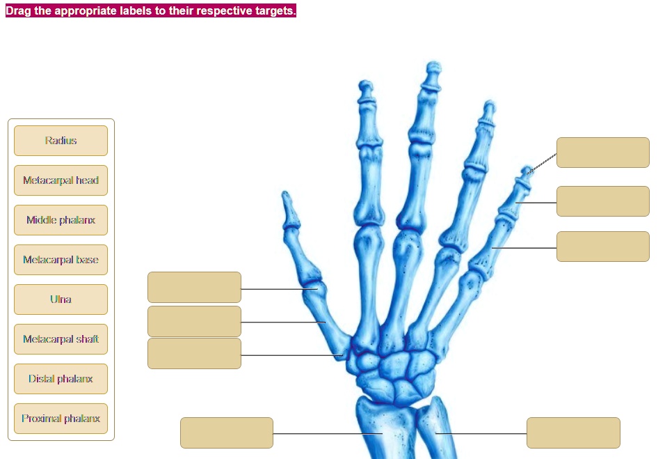 Drag the appropriate labels to their respective targets. Radius ...