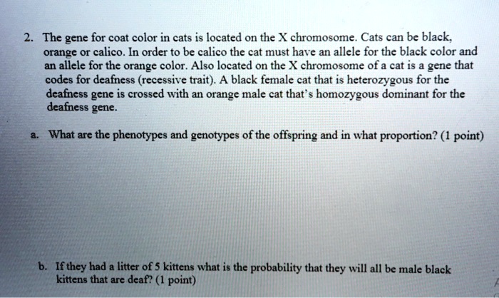 SOLVED: The gene for coat color in cats is located on the X chromosome ...
