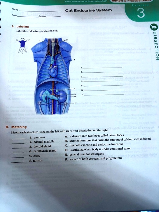 cat endocrine system 3 labeling lbrl he rudarrinceunds ollhe cl ...