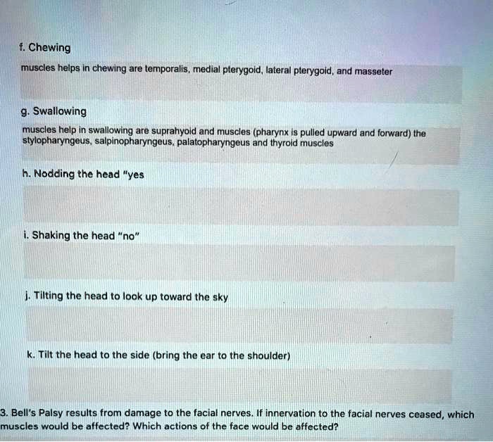 f. Chewing muscles helps in chewing are temporalis, medial pterygoid ...