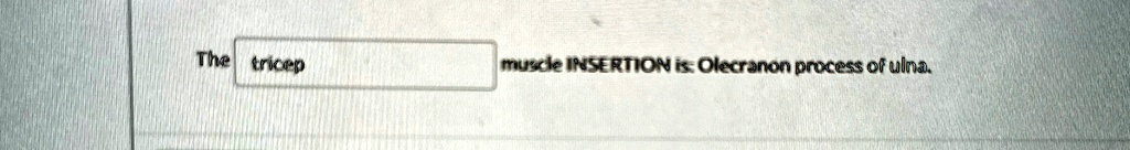 thu muscle insertion is olecranon process of ulna the tricep boxed ...