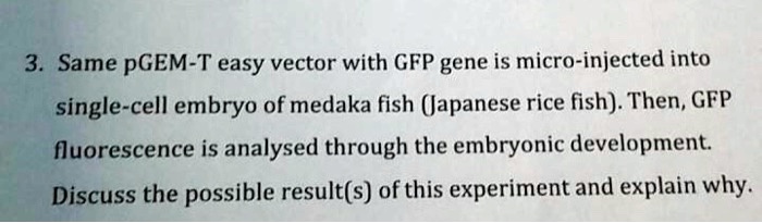 3 same pgem t easy vector with gfp gene is micro injected into single ...