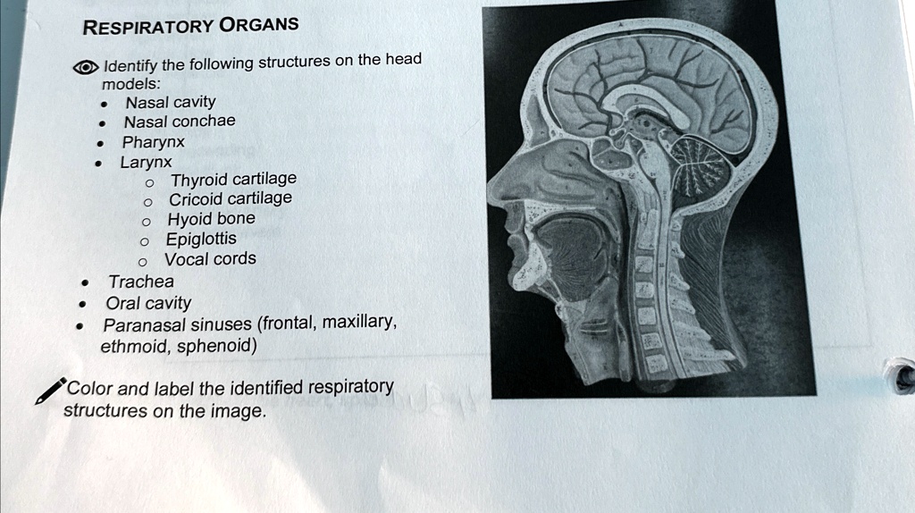 RESPIRATORY ORGANS • Identify the following structures on the head ...