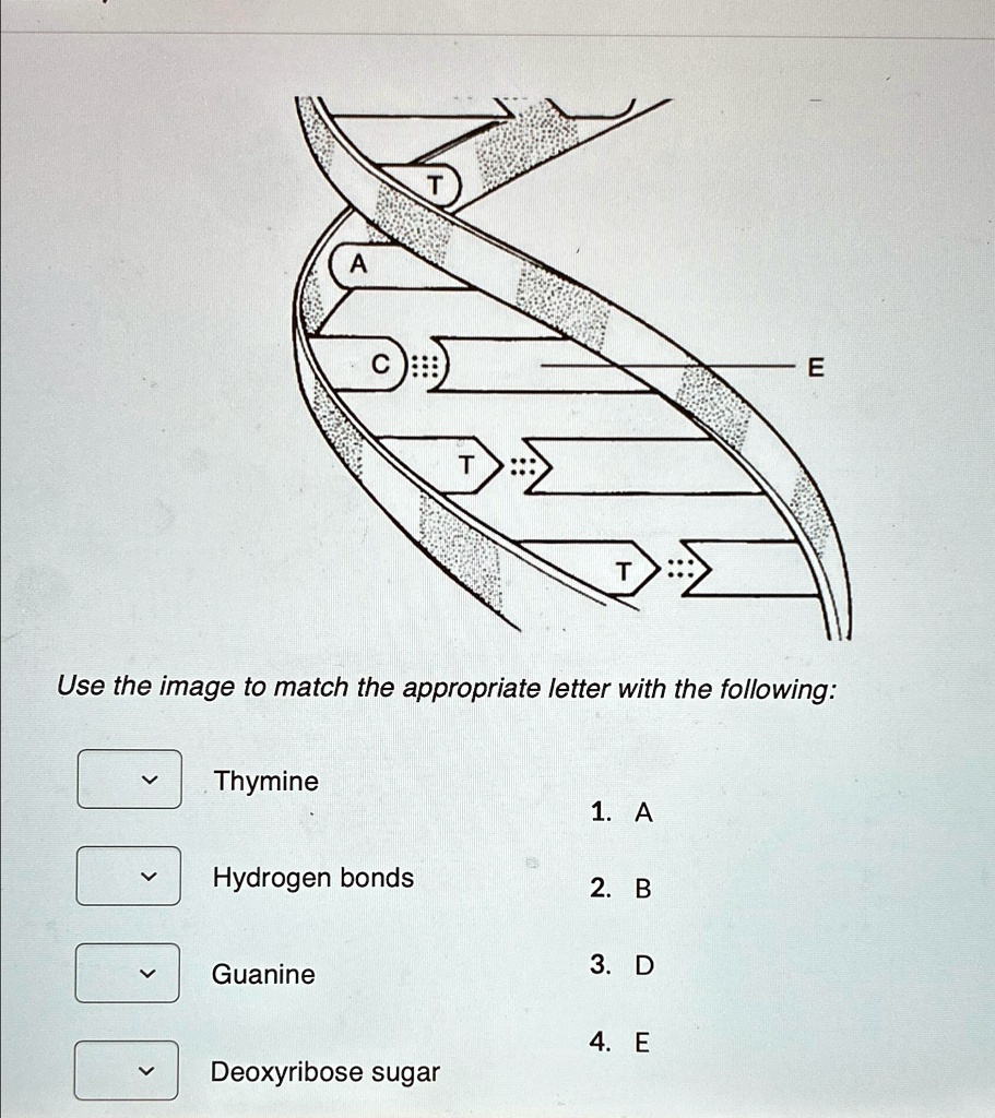 SOLVED: Use the image to match the appropriate letter with the following: Thymine A Hydrogen ...