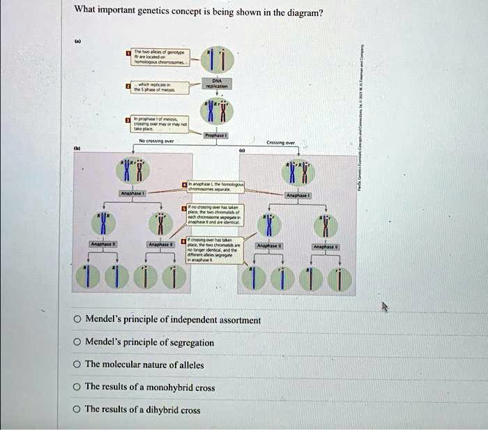 SOLVED: What important genetics concept is being shown in the diagram? - Mendel's principle of ...