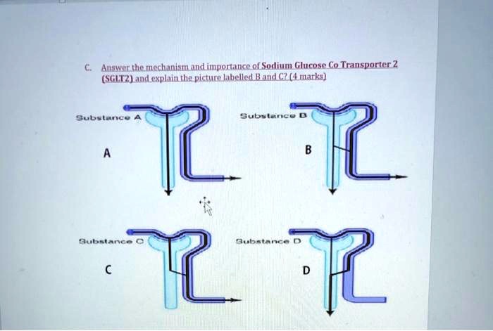 C. Answer the mechanism and importance of Sodium Glucose Co Transporter ...