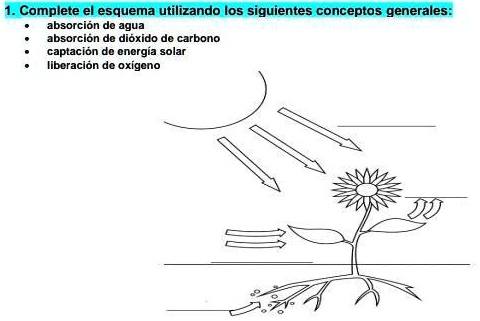 SOLVED: alguien me ayuda con esto? Complete el esquema utilizando los ...