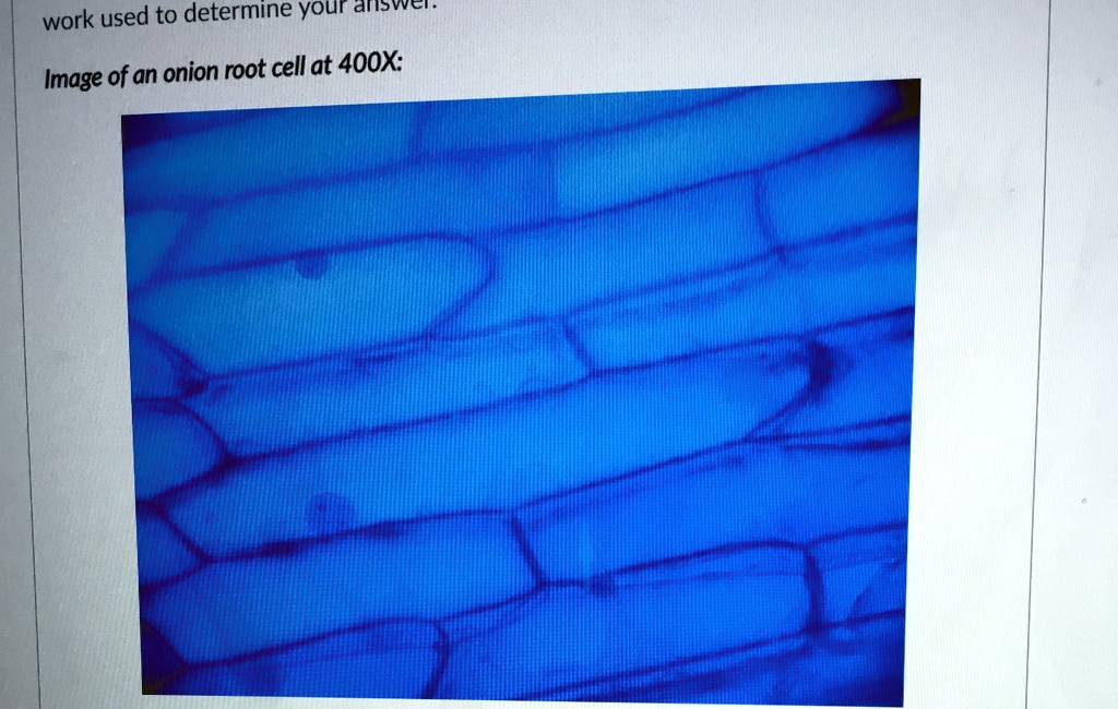 work used to determine your answer. Image of an onion root cell at 400X: