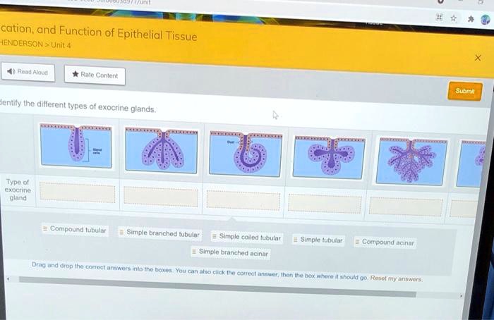 SOLVED: #** cation.and Function of Epithelial Tissue HENDERSON>Unit4 X ...