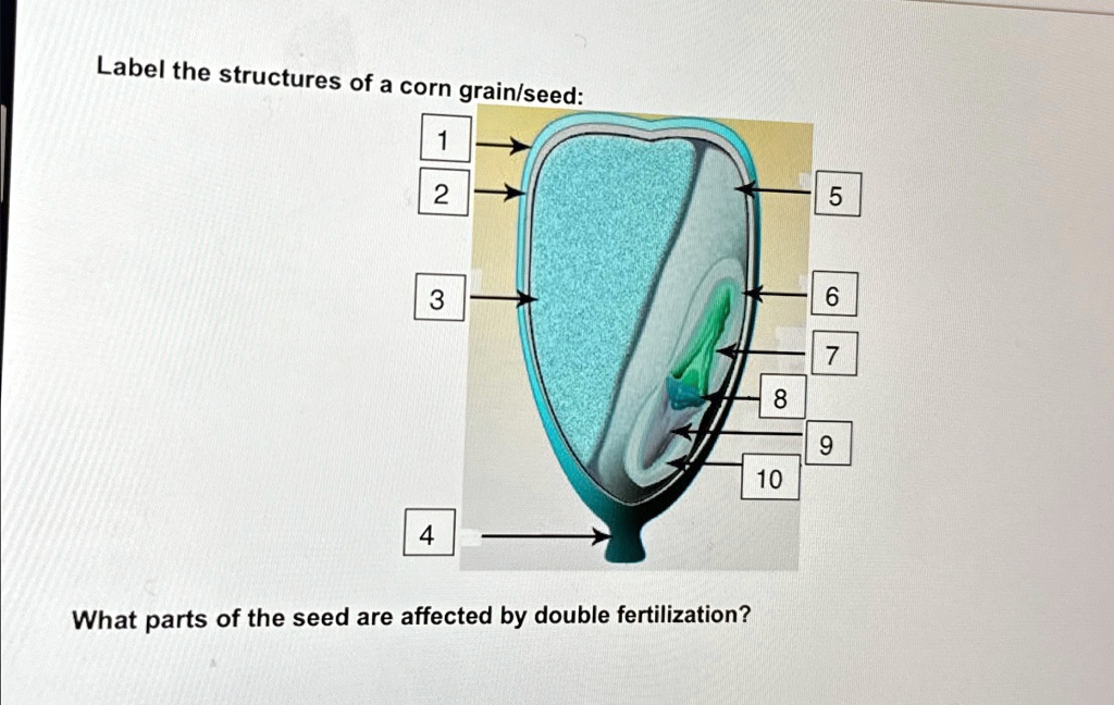 Label the structures of a corn grain/seed: What parts of the seed are ...