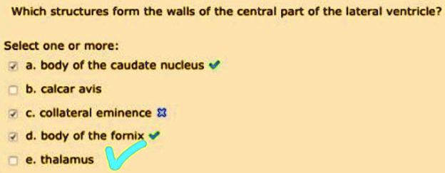 Which structures form the walls of the central part of the lateral ...