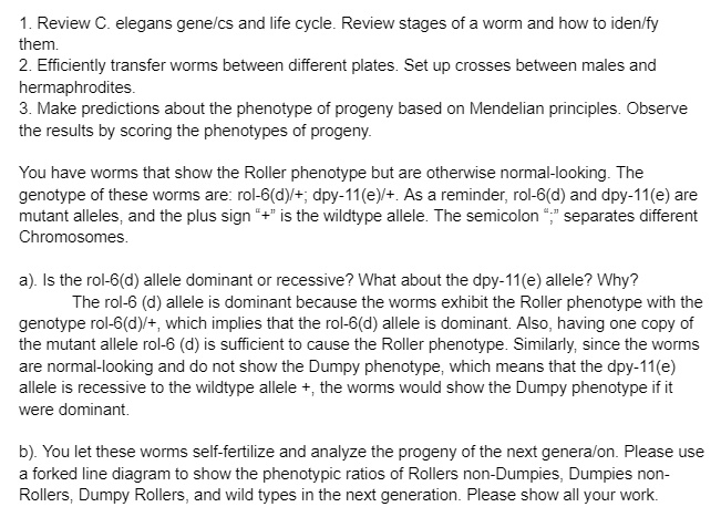 1 review c elegans genecs and life cycle review stages of a worm and ...