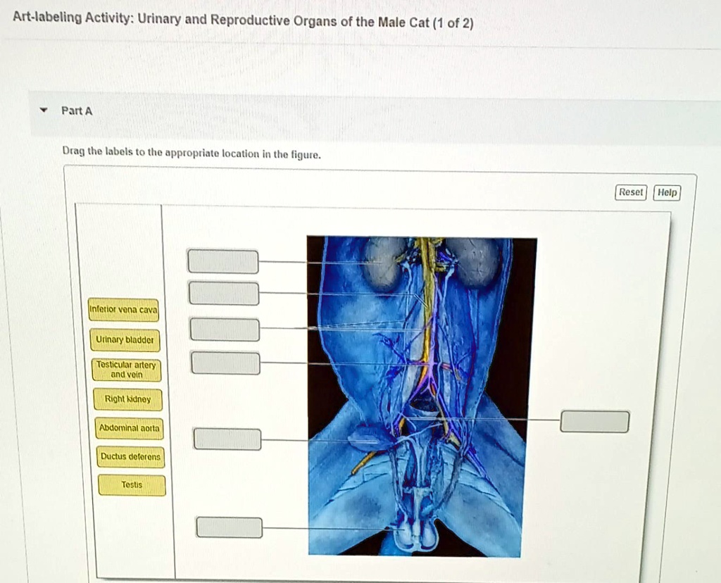 Art-labeling Activity: Urinary and Reproductive Organs of the Male Cat ...