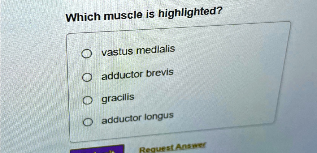 Which muscle is highlighted? vastus medialis adductor brevis gracilis ...