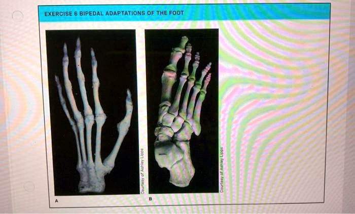 SOLVED: EXERCISE BiPedal AdApTATioNs Of The Foot SOLVED: EXERCISE BiPedal AdApTATioNs Of The Foot