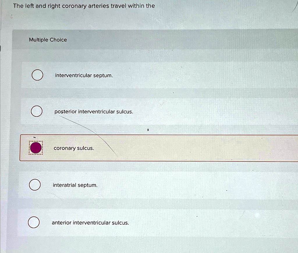 The left and right coronary arteries travel within the Multiple Choice ...