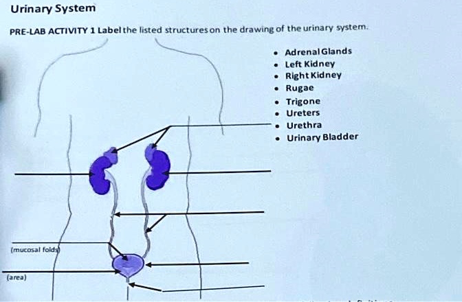 Urinary System PRE-LAB ACTIVITY 1: Label the listed structures on the ...