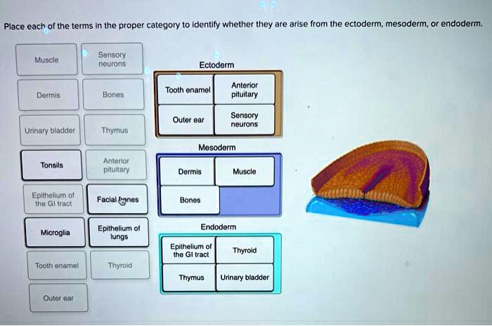 place each of the terms in the proper category to identify whether they are arise from the ...