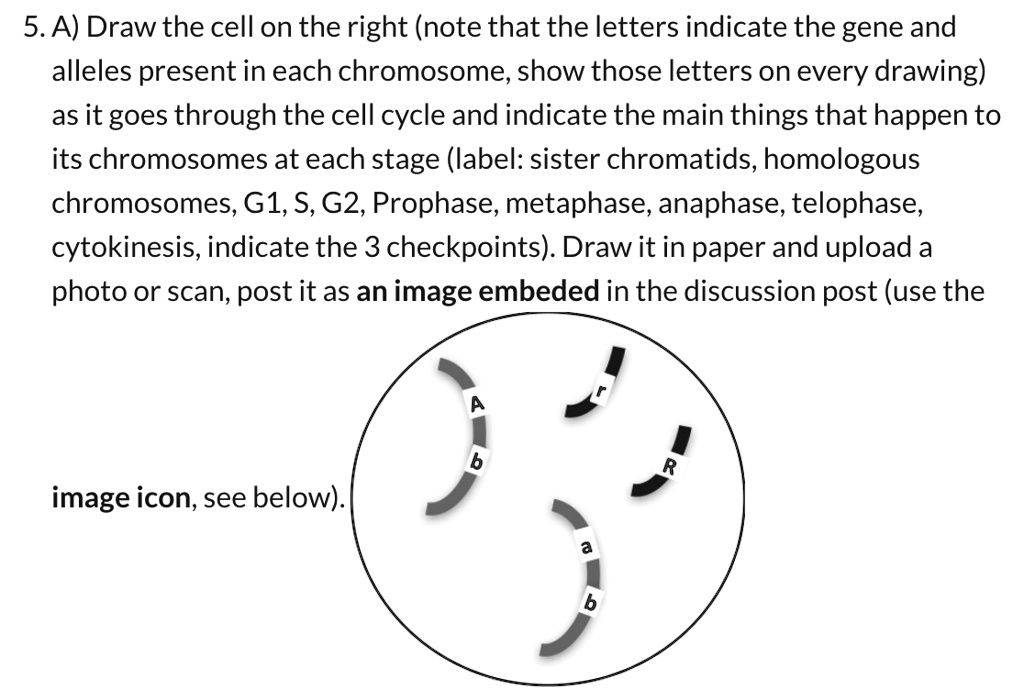 5a draw the cell on the right note that the letters indicate the gene ...
