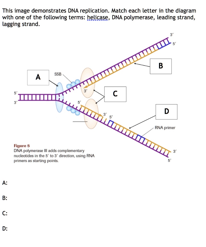 This image demonstrates DNA replication. Match each letter in the ...