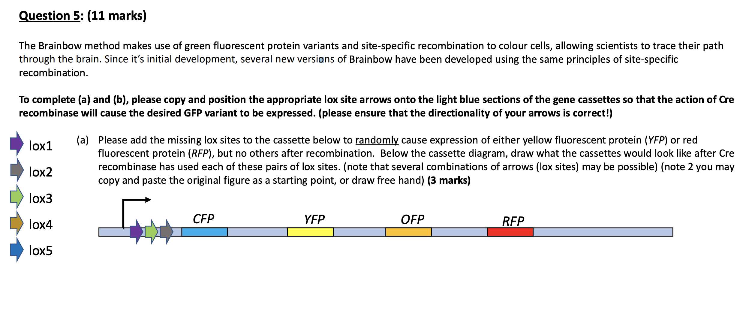 Question 5: (11 marks) The Brainbow method makes use of green ...